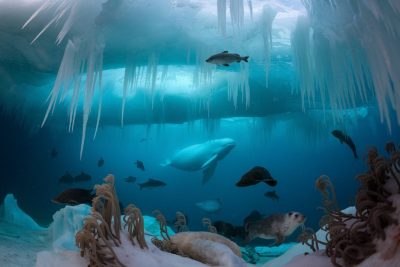 Under-Ice Wildlife on a Polar Cruise Guide 🛳️